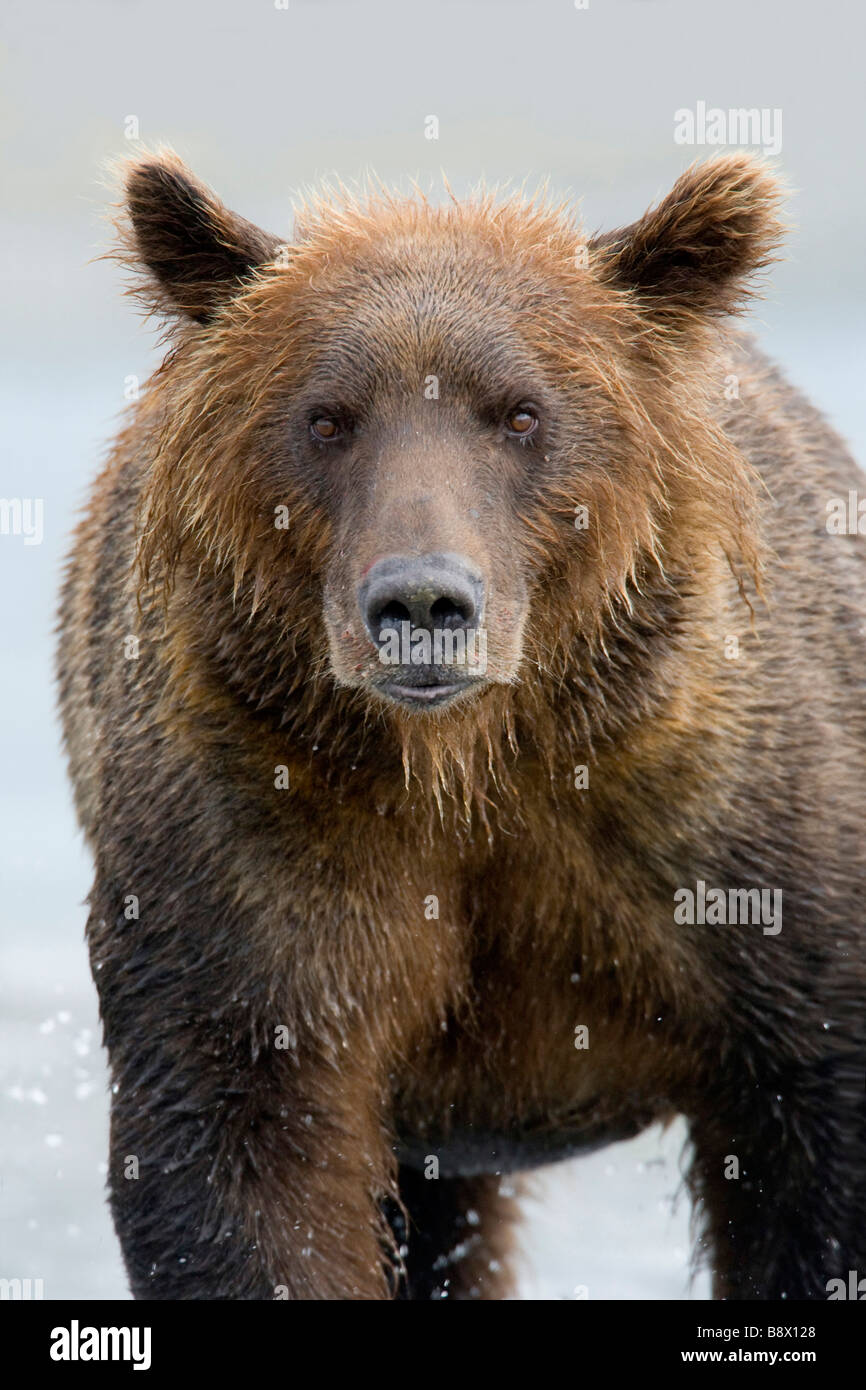 Close-up of a Grizzly bear (Ursus arctos horribilis Stock Photo - Alamy