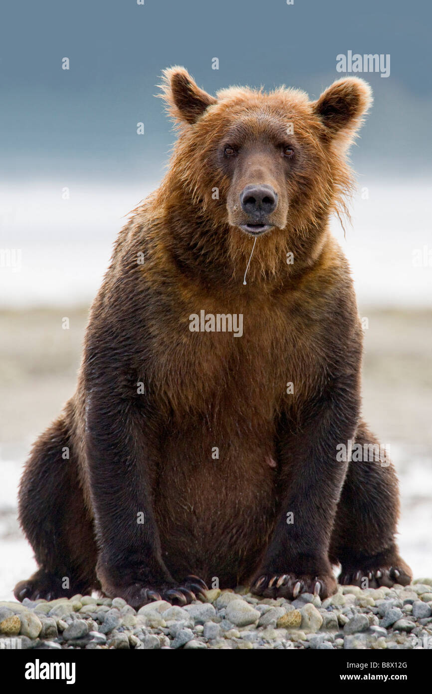 Grizzly bear (Ursus arctos horribilis) sitting on stones Stock Photo - Alamy