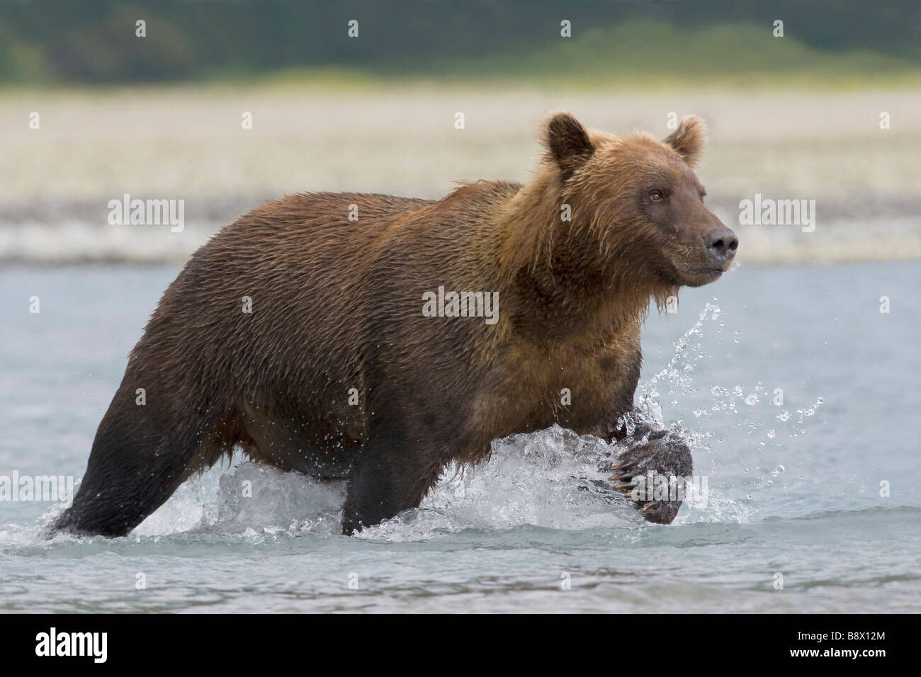 Grizzly bear (Ursus arctos horribilis) running in a river Stock Photo ...