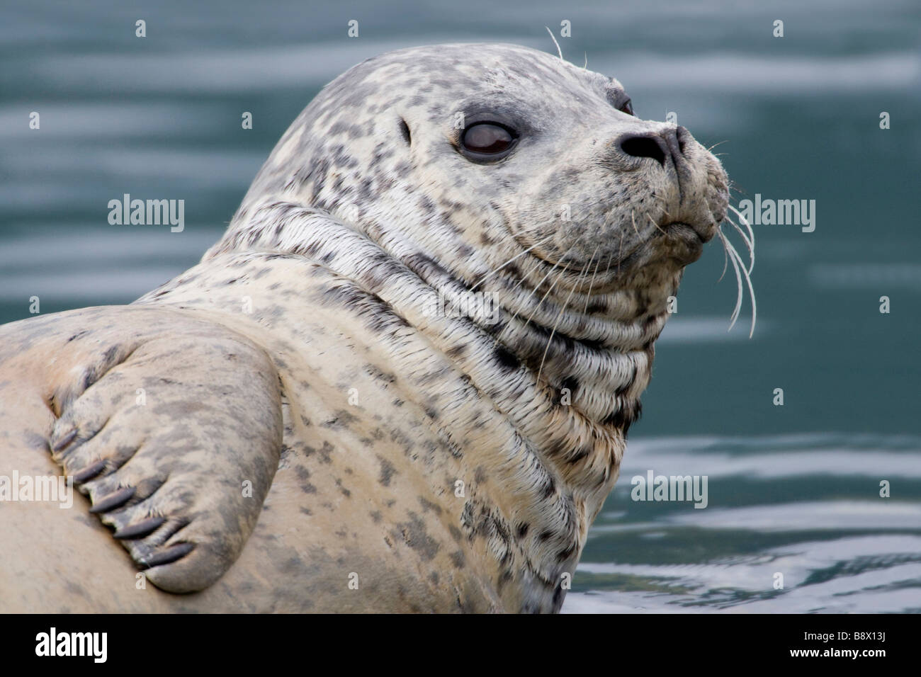 Seal up close hi-res stock photography and images - Alamy