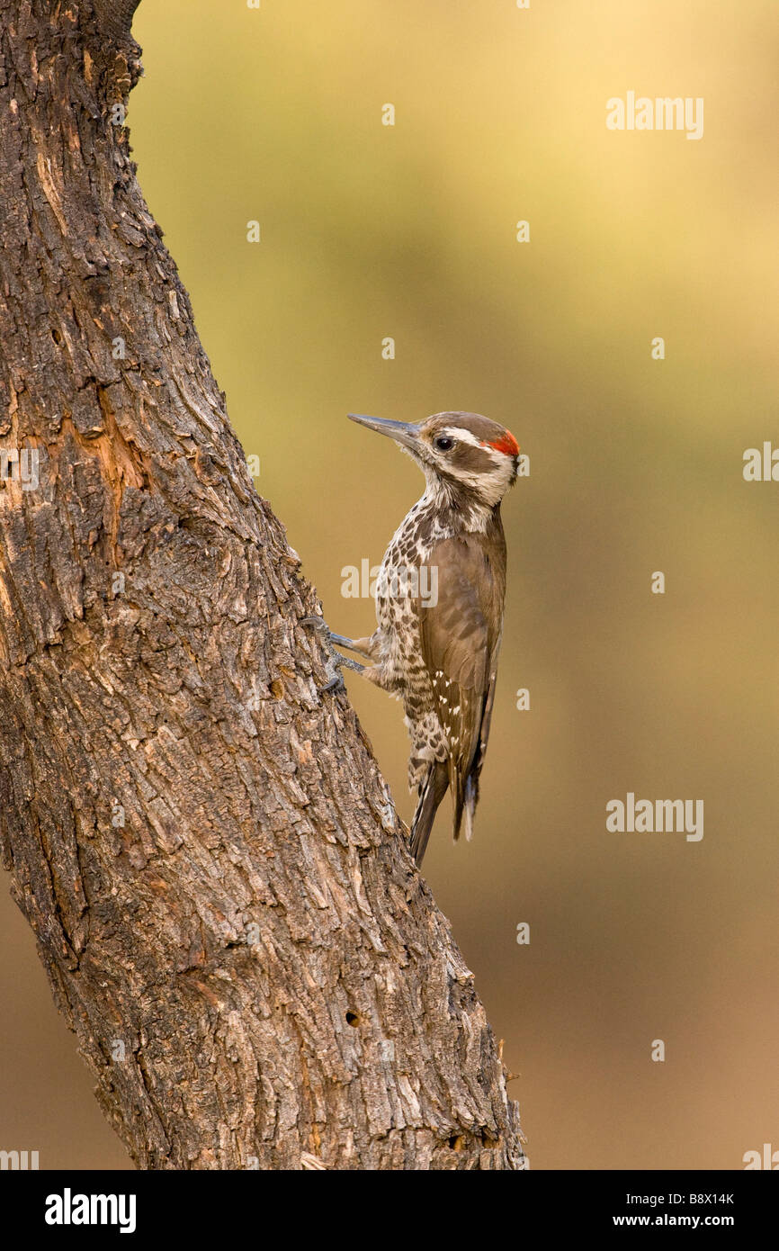 Birdlife in arizona hi-res stock photography and images - Alamy