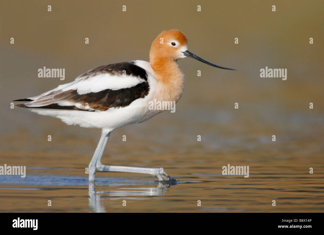 American avocet side view hi-res stock photography and images - Alamy