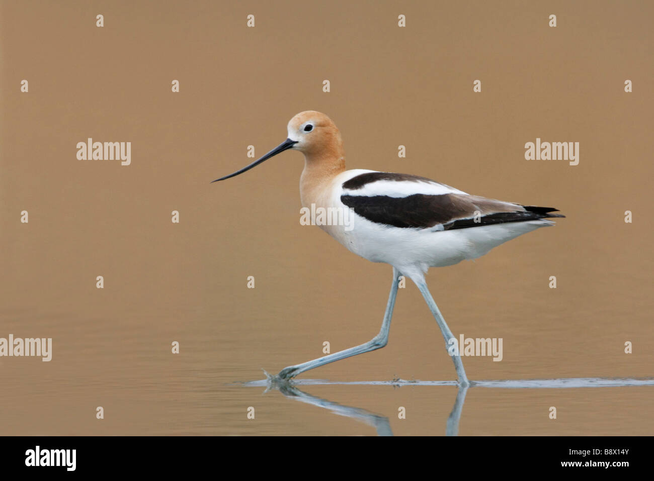 American avocet side view hi-res stock photography and images - Alamy