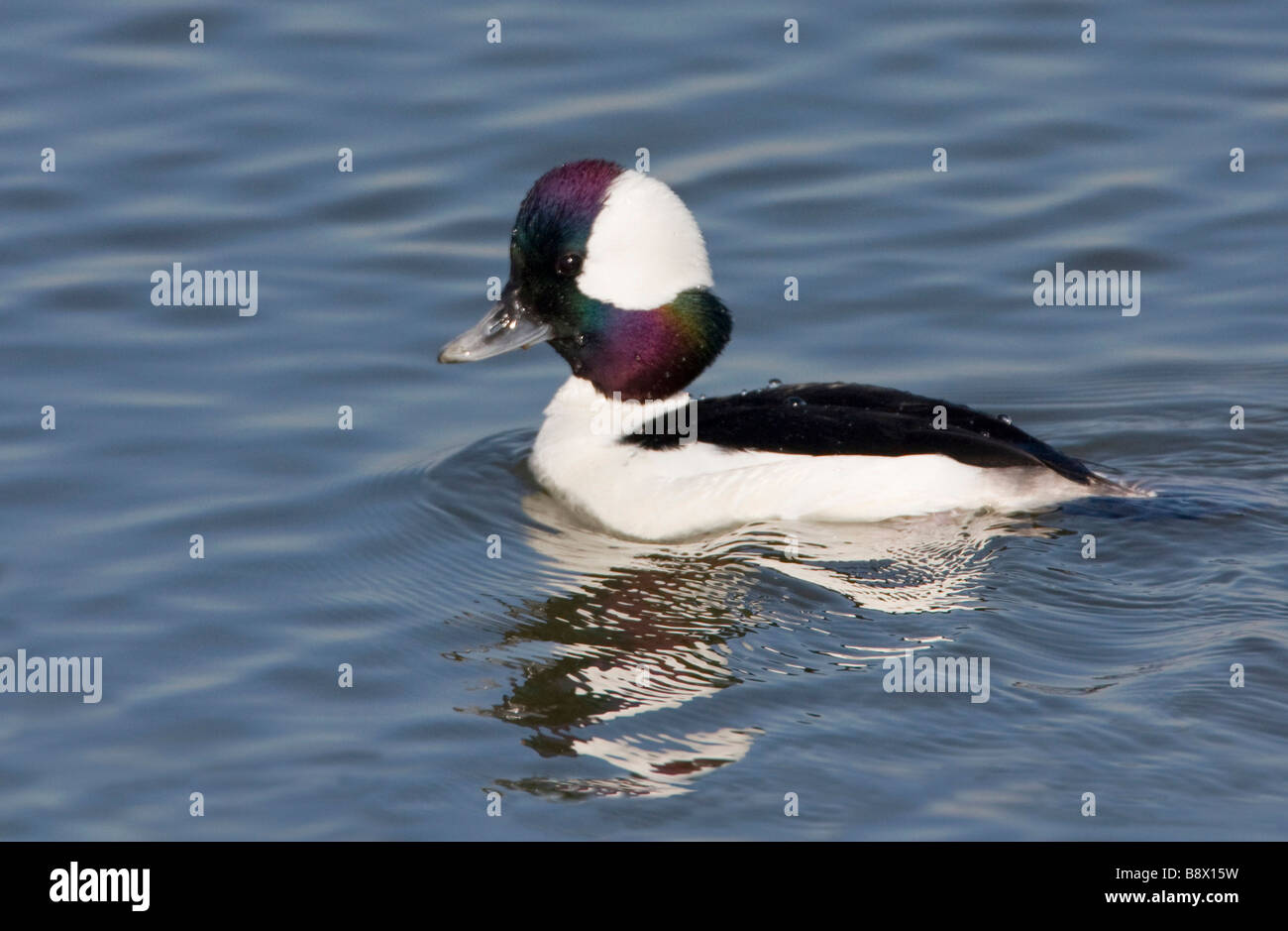 Male bufflehead (Bucephala albeola) swimming in the sea Stock Photo - Alamy