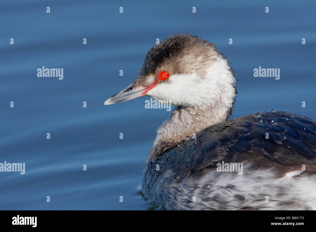 Close-up of a Horned grebe (Podiceps auritus Stock Photo - Alamy