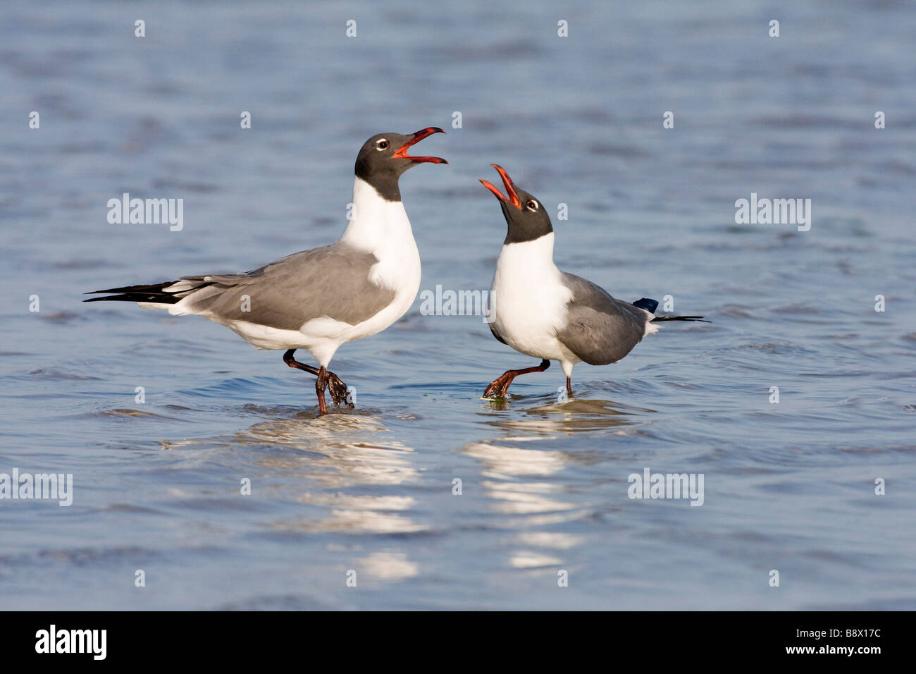 Two laughing gulls hi-res stock photography and images - Alamy