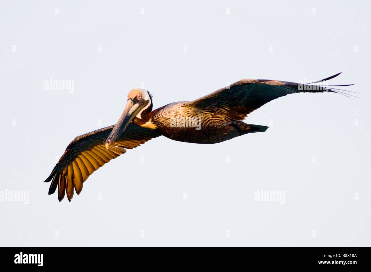 Pelecanus occidentalis full beak hi-res stock photography and images ...