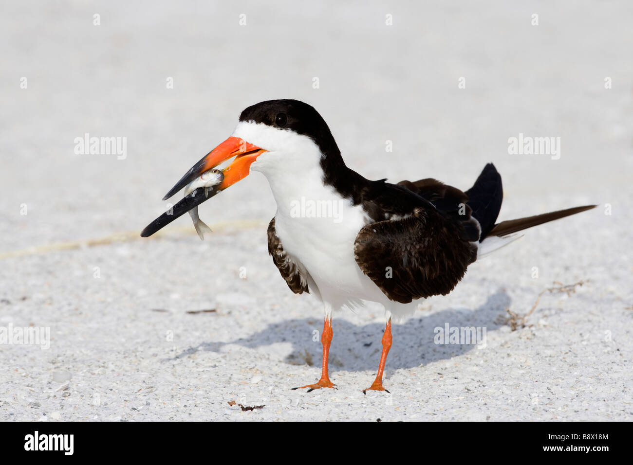 Black skimmer (Rynchops niger) with a fish in its beak Stock Photo - Alamy
