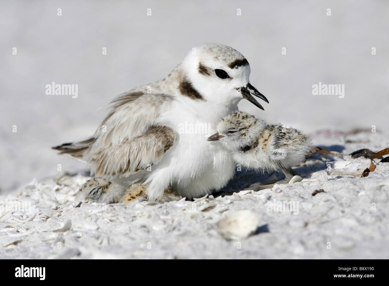 Kentish plover (Charadrius alexandrinus) with its young one Stock Photo ...