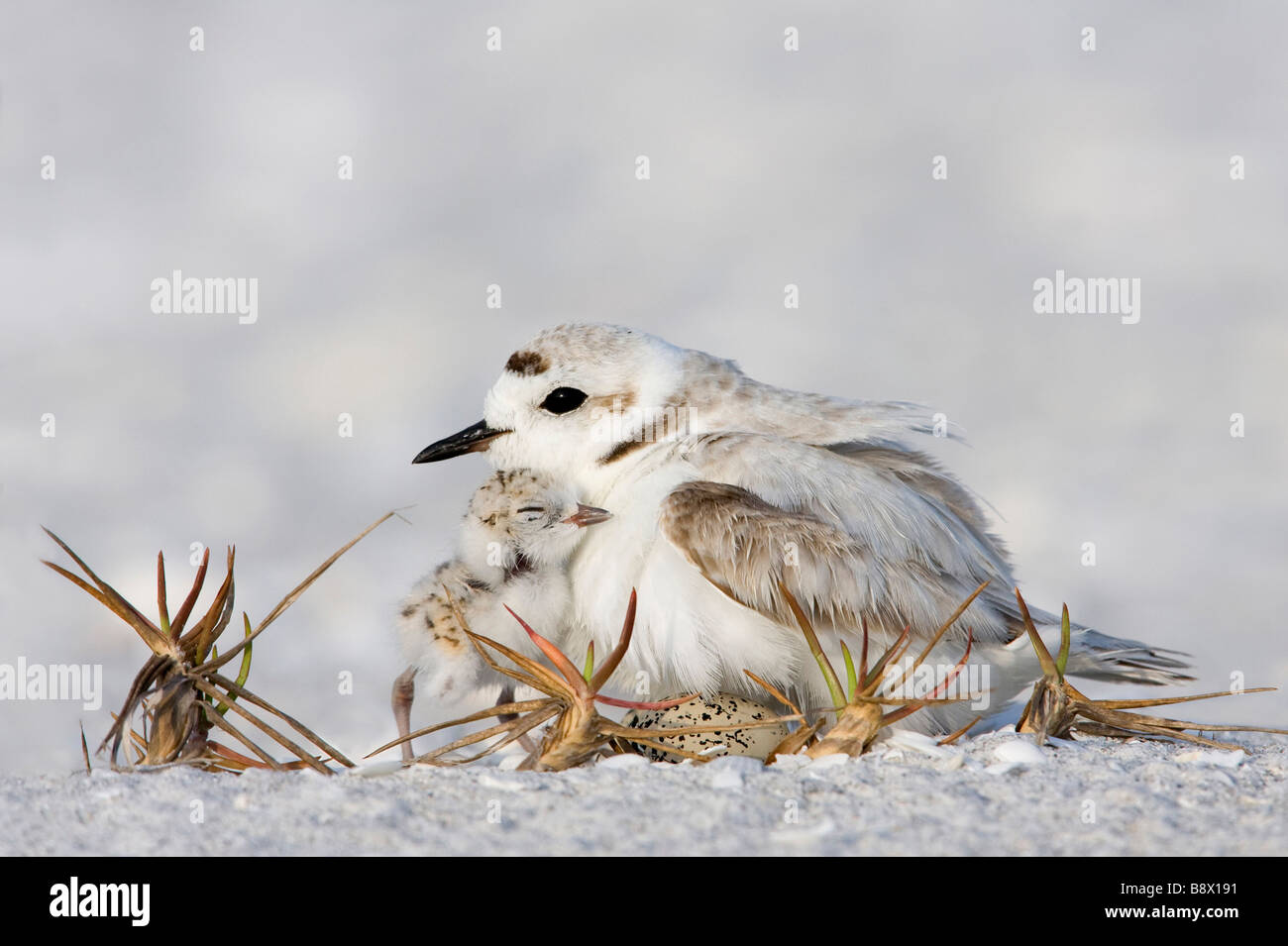Kentish plover (Charadrius alexandrinus) with its young one and an ...