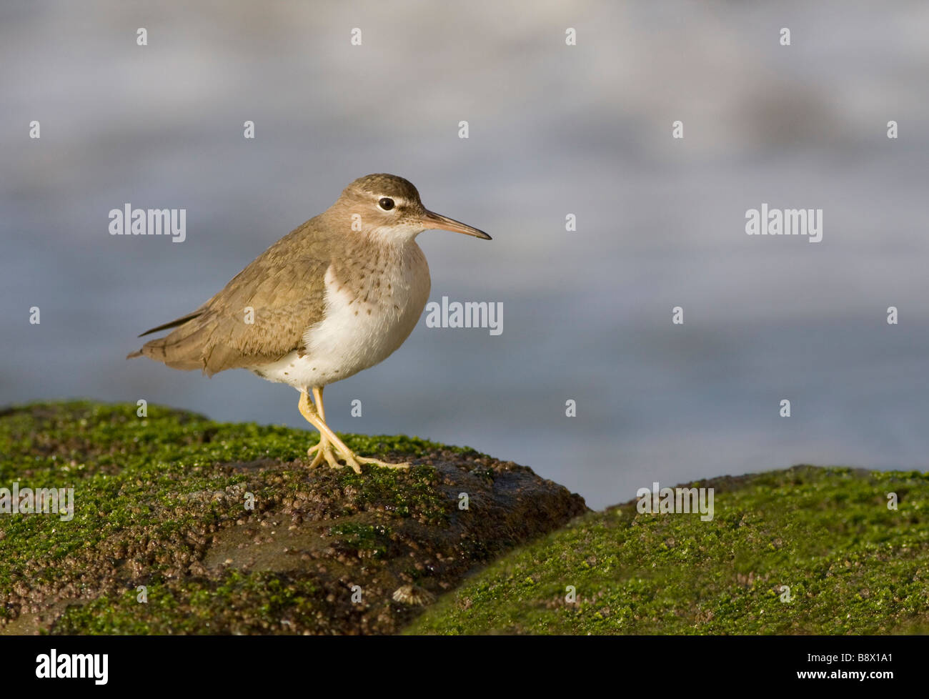 Spotted sandpiper (Actitis macularia) perching on a rock Stock Photo ...