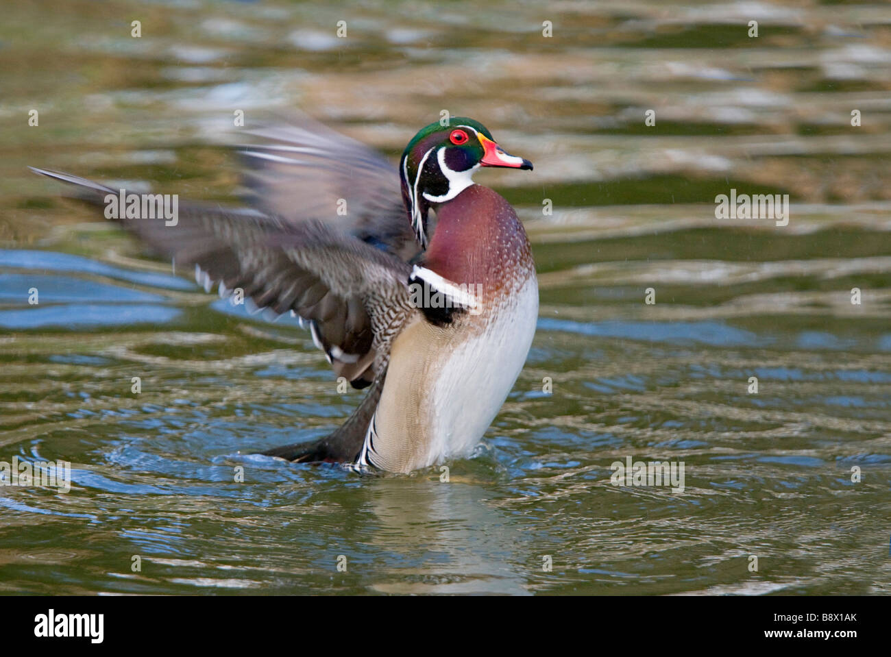 Male Wood duck (Aix sponsa) flapping its wings Stock Photo - Alamy