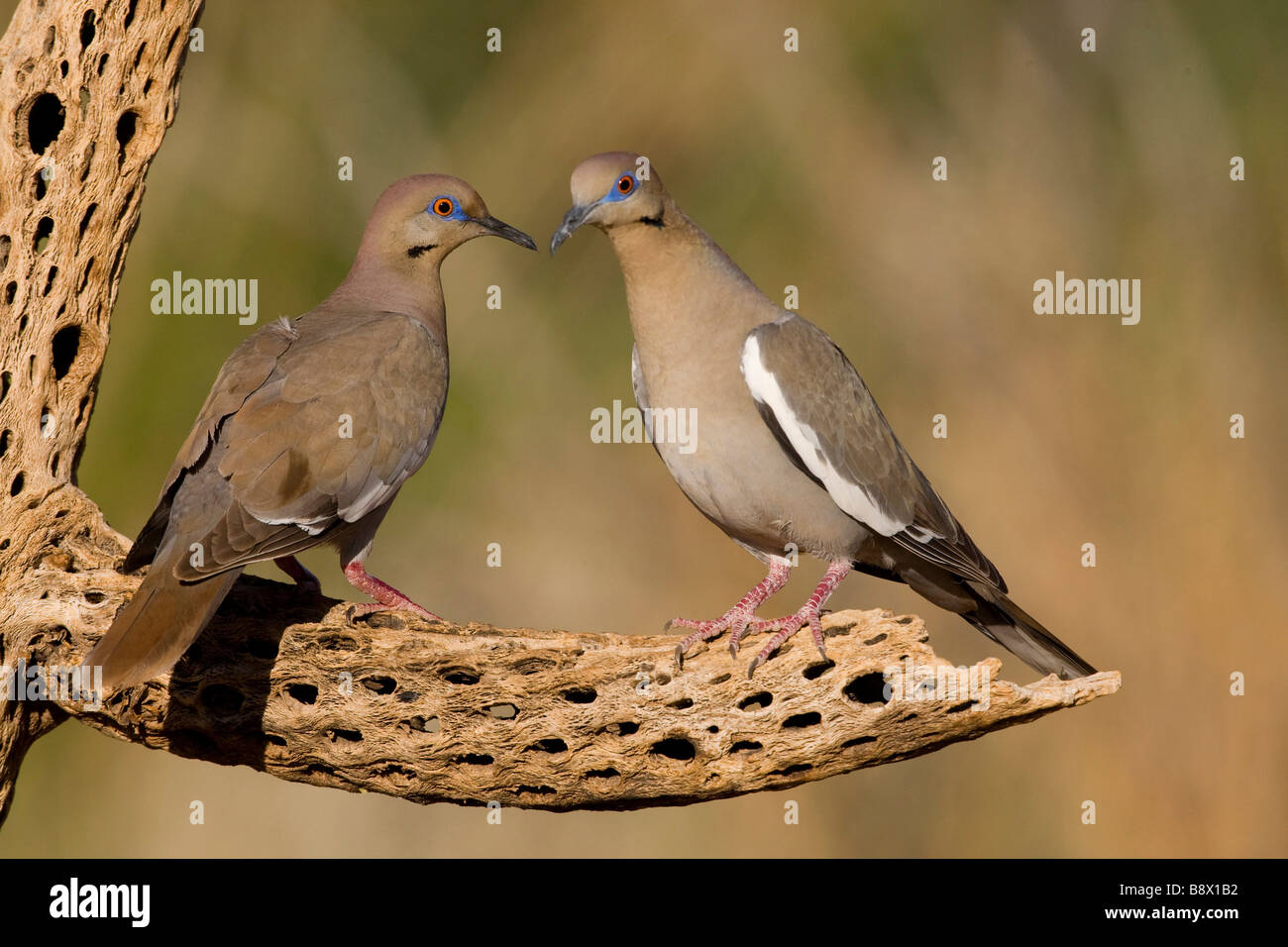 Two doves branch hi-res stock photography and images - Alamy