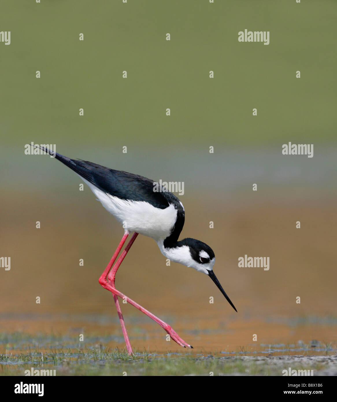 Black necked stilt hunting hi-res stock photography and images - Alamy