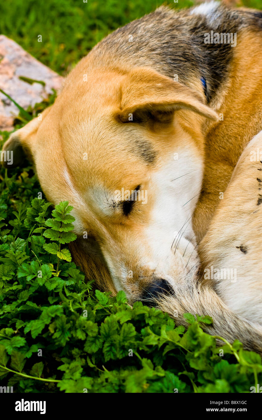 Dog curled up sleeping hi-res stock photography and images - Alamy