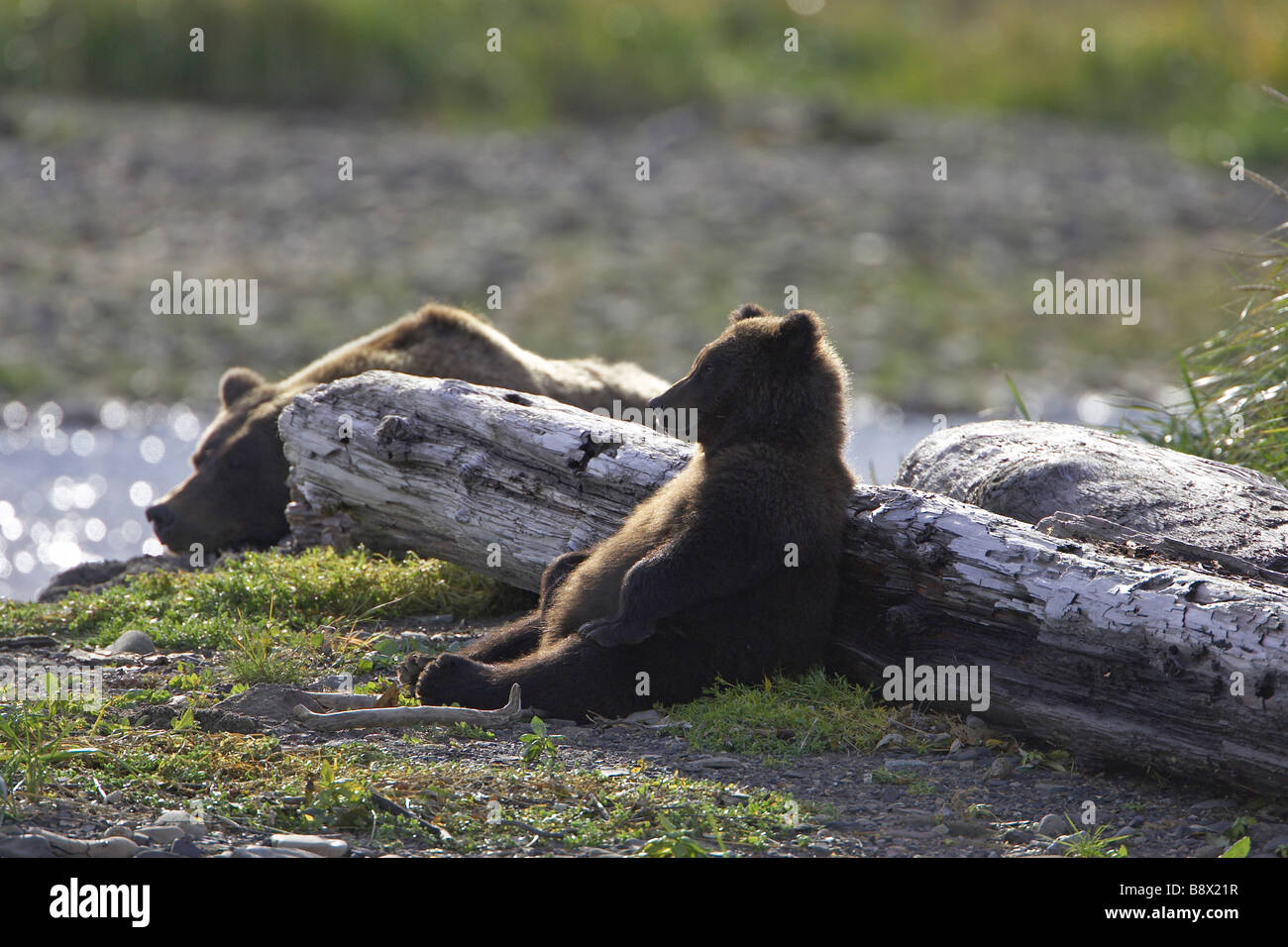 Very young bear cub log hi-res stock photography and images - Alamy
