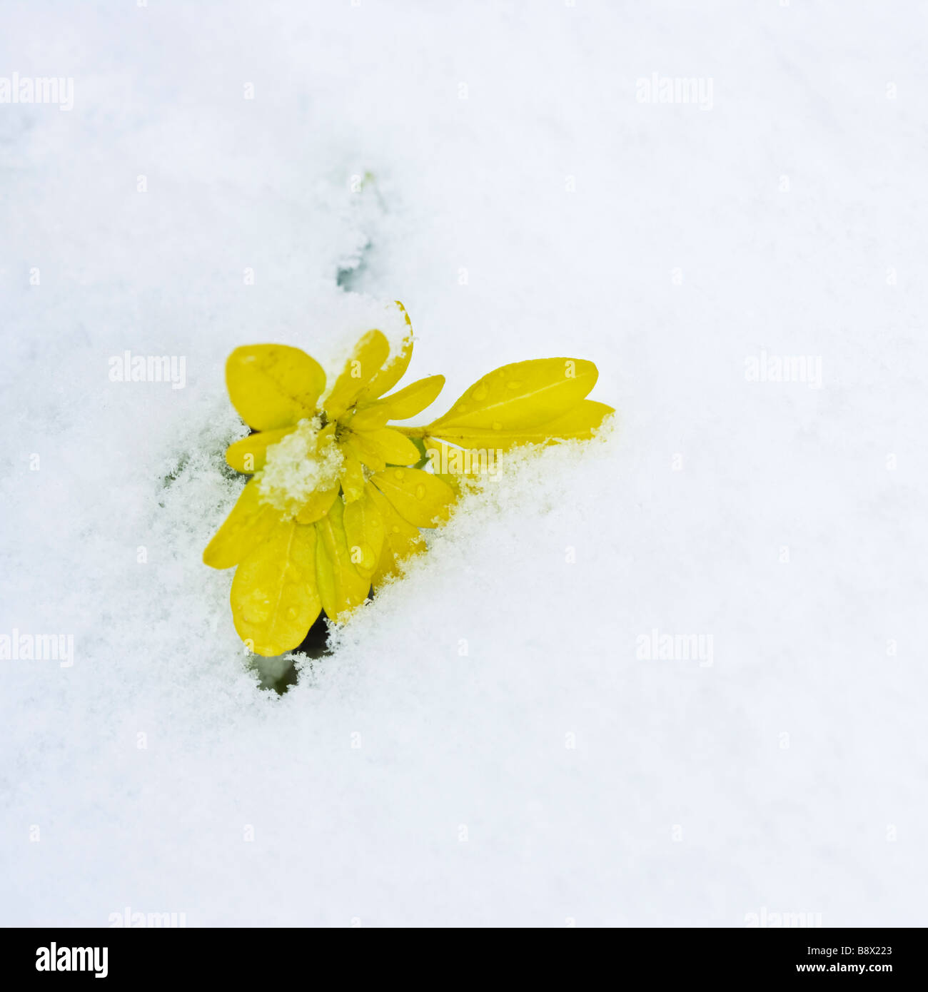 Yellow plant leaves poking out from a snow drift Stock Photo - Alamy