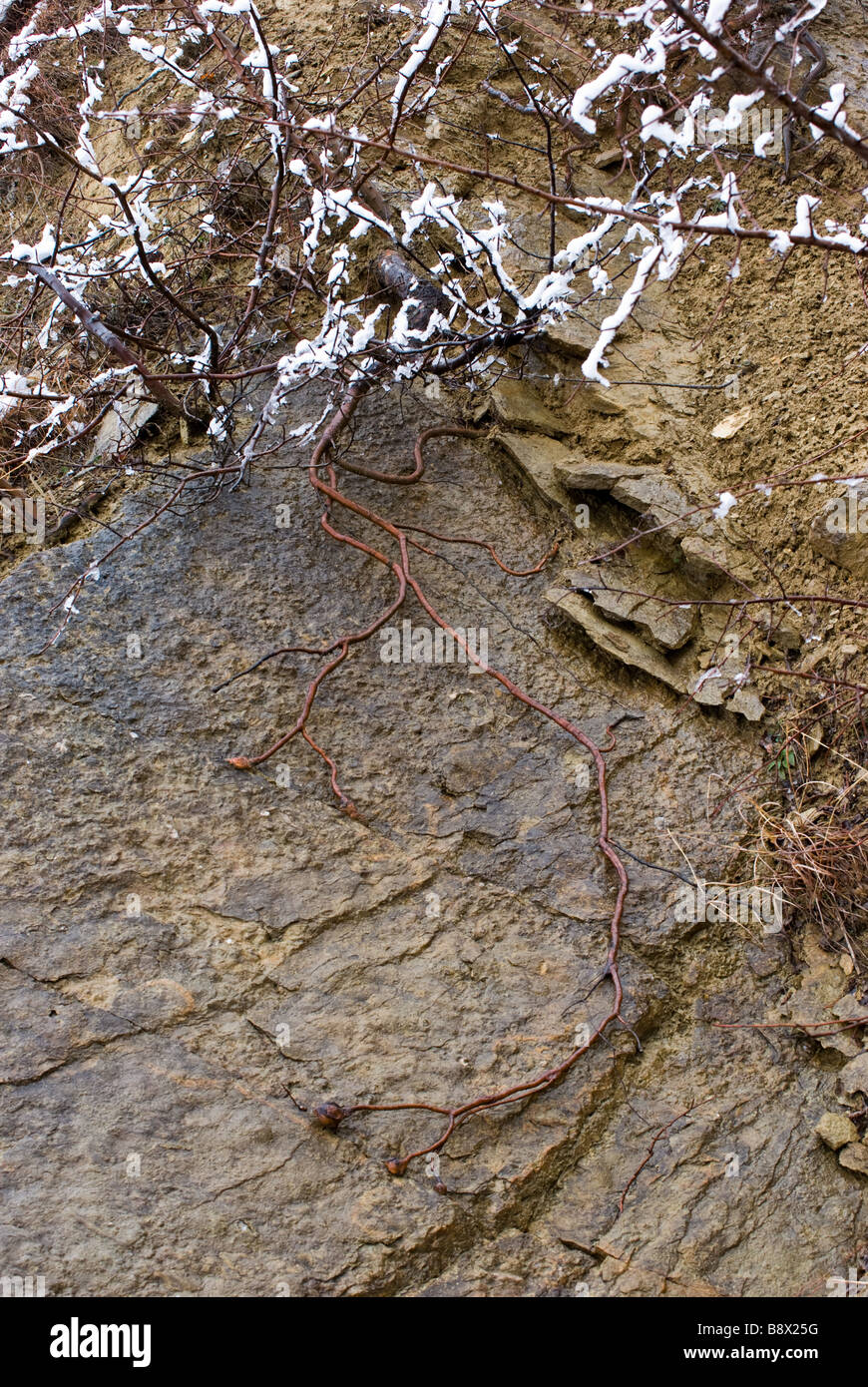 Struggle for existence hi-res stock photography and images - Alamy