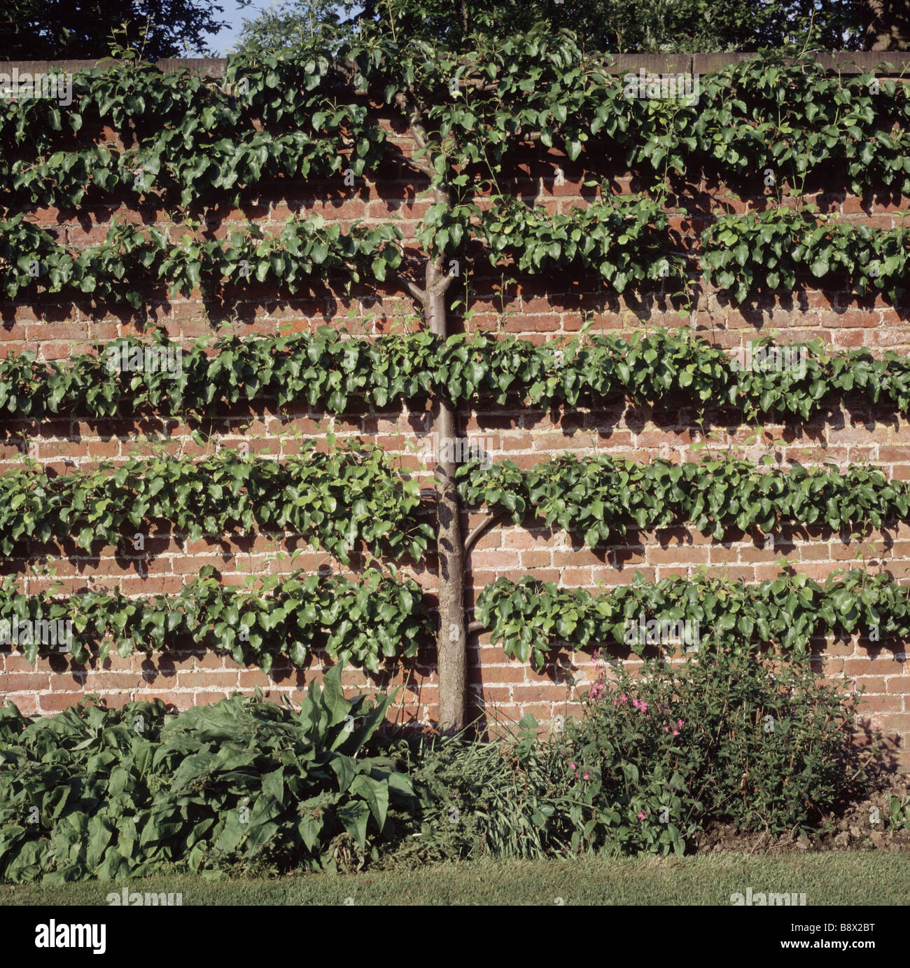 Pleached fruit tree hi-res stock photography and images - Alamy