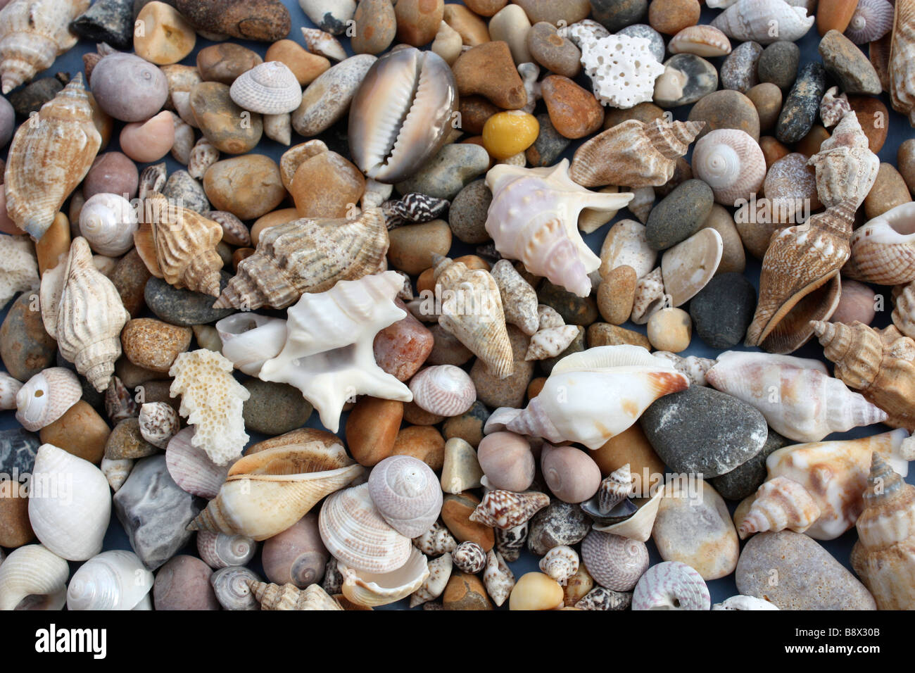 A Collection of Sea Shells Stock Photo - Alamy