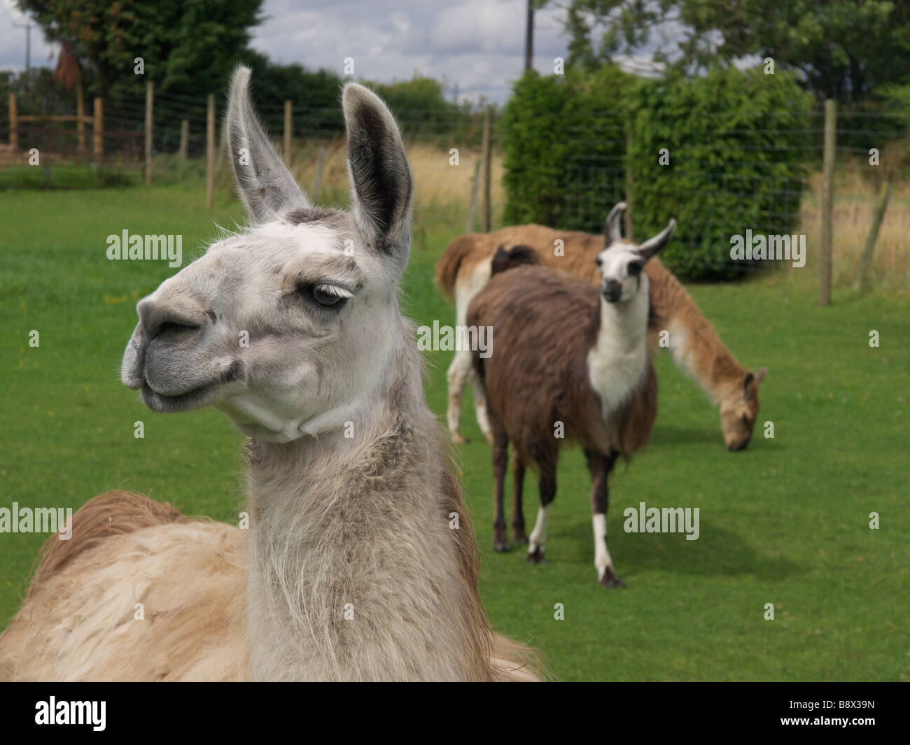 Llamas hi-res stock photography and images - Alamy