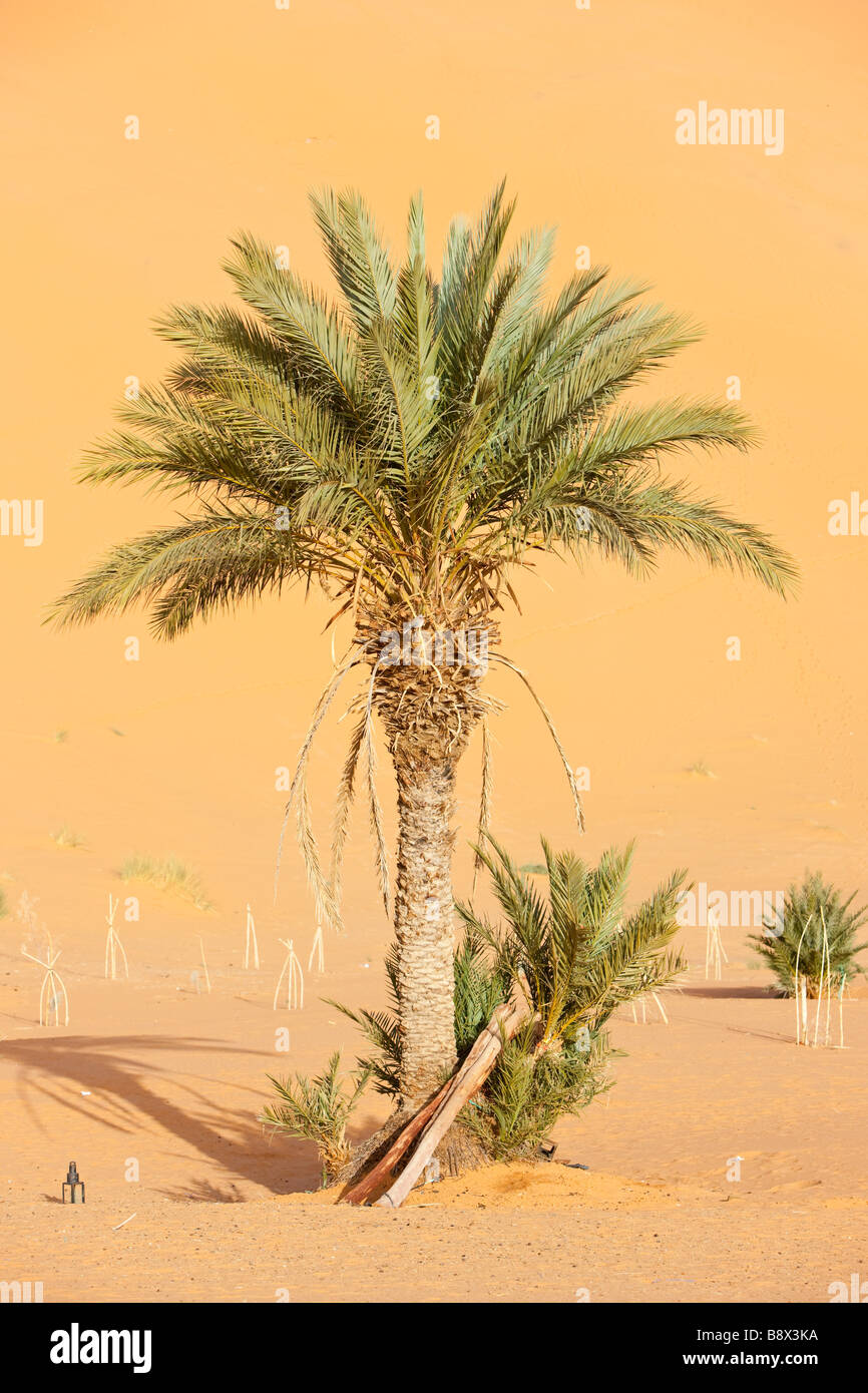 Palm tree in desert oasis hi-res stock photography and images - Alamy