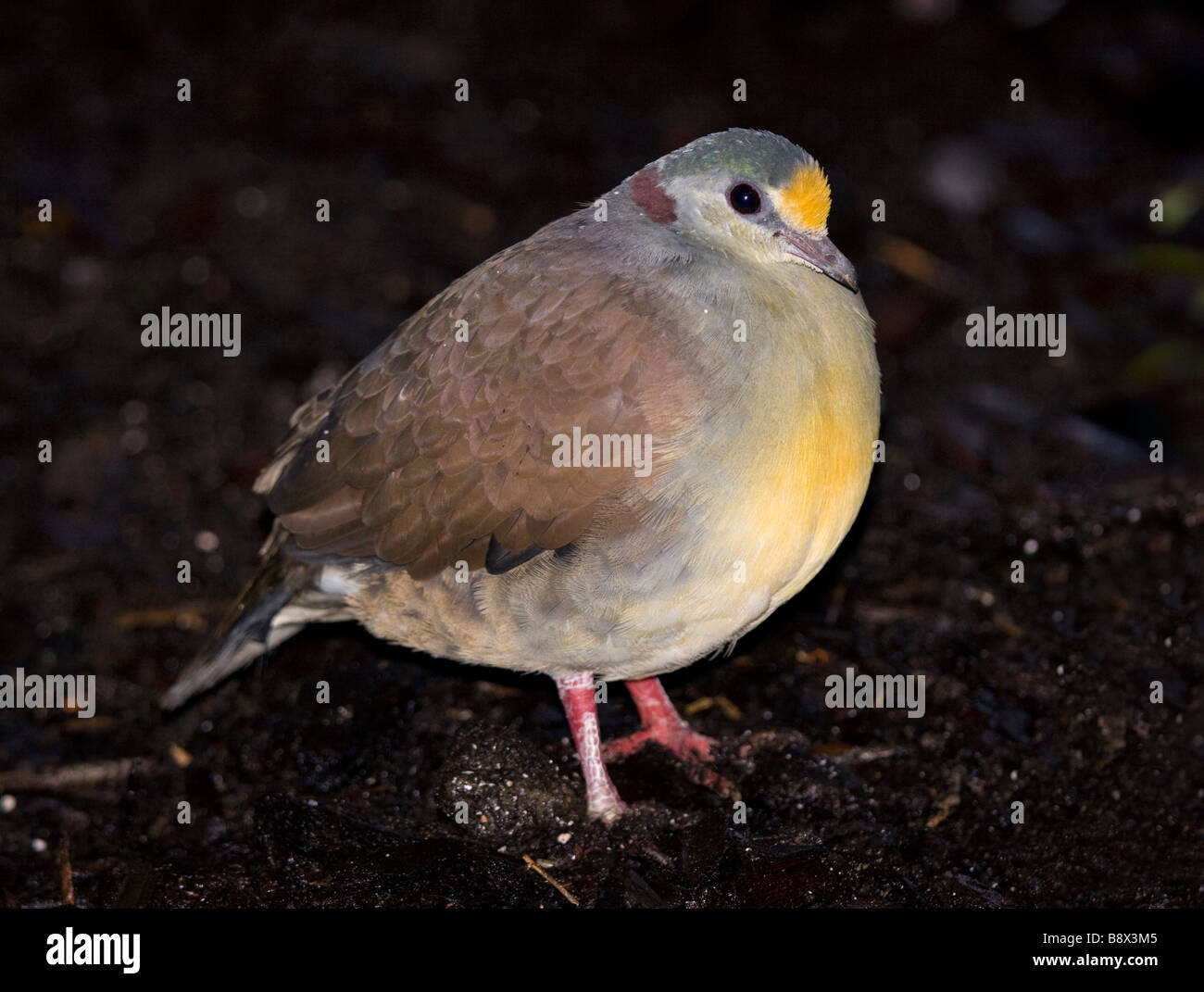 Sulawesi Ground Dove (gallicolumba tristigmata Stock Photo - Alamy