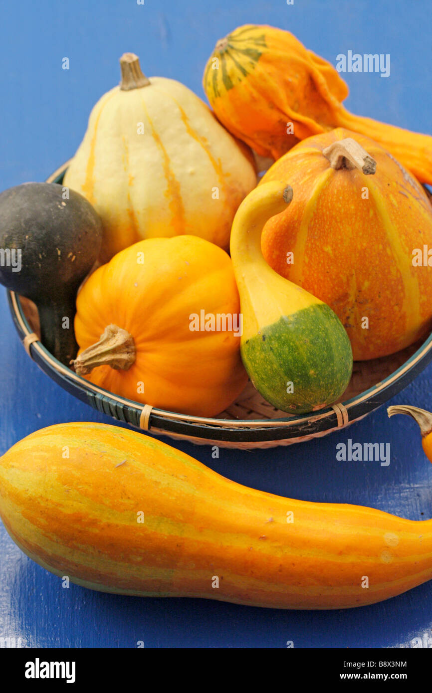 Mixed colour pumpkins hi-res stock photography and images - Alamy