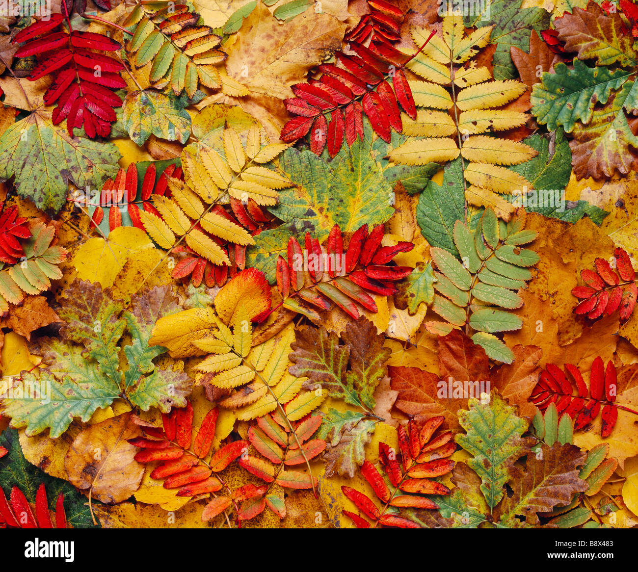 Plan view nature hi-res stock photography and images - Alamy