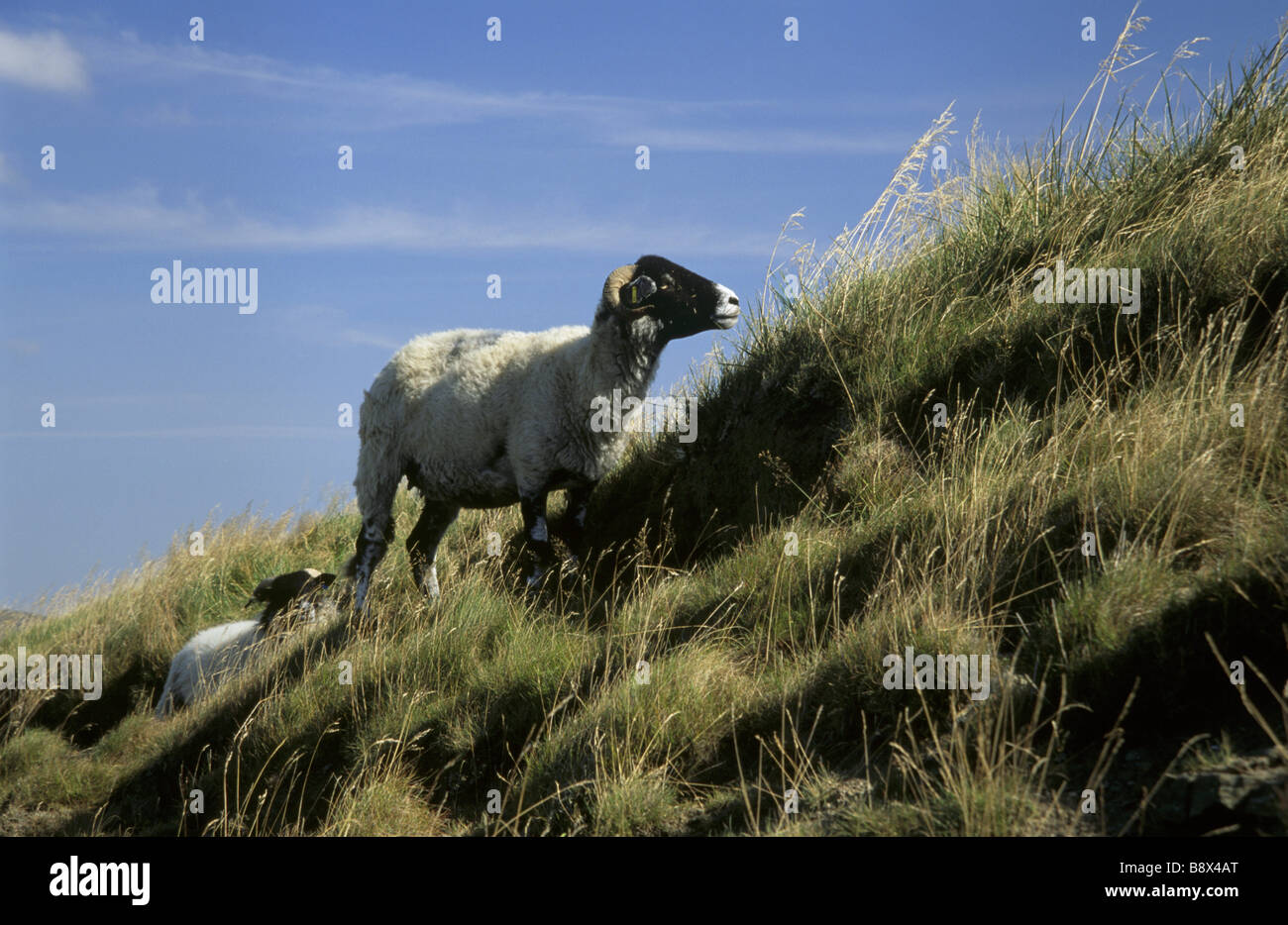 Sheep on the tussocky hillside at Mam Tor in Edale Stock Photo - Alamy