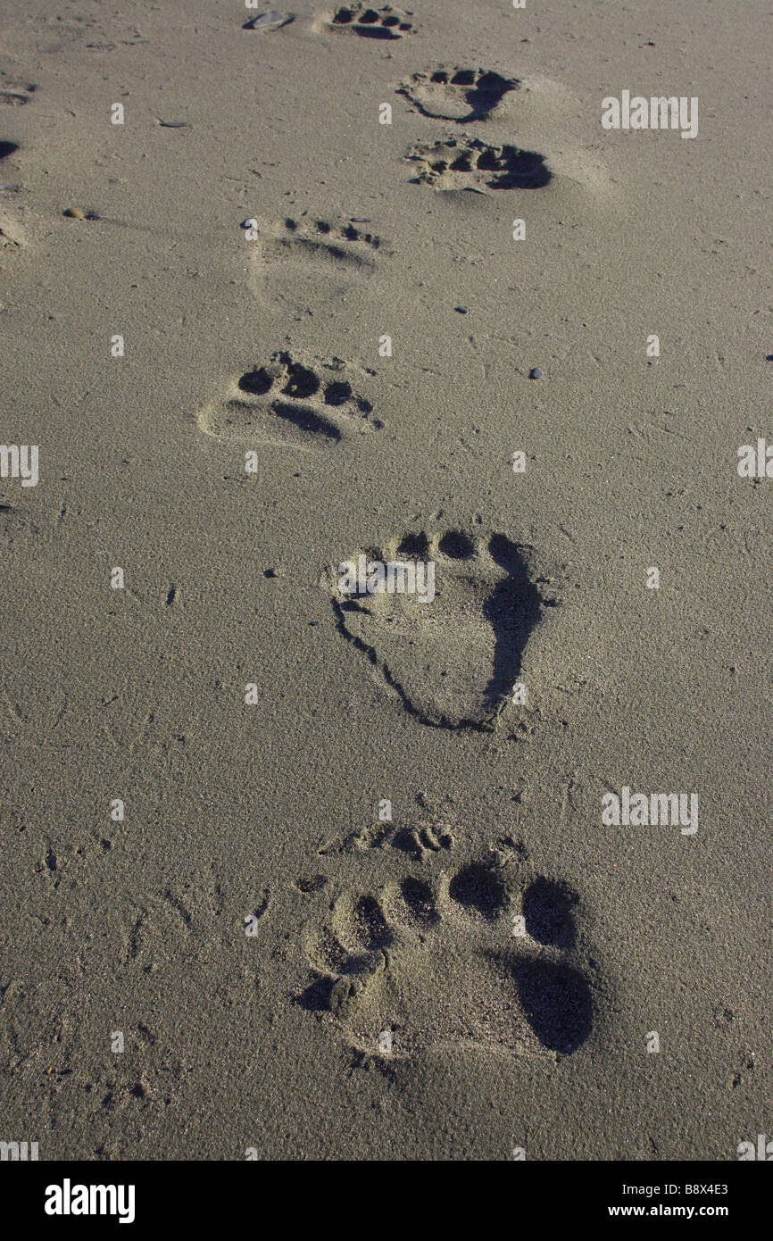 Bear footprints hi-res stock photography and images - Alamy