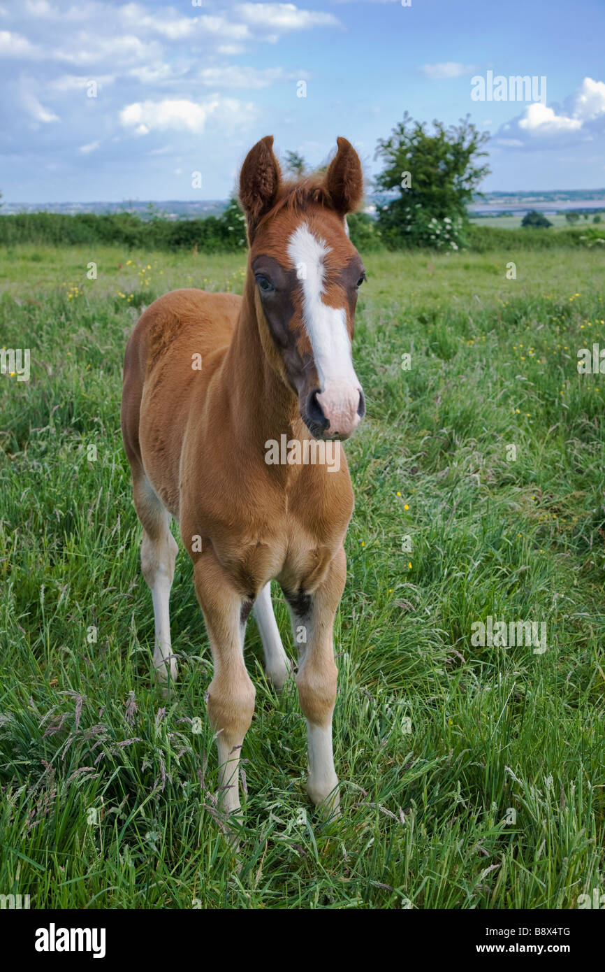 FOAL IN FIELD LOOKING AT CAMERA IN FIELD, ENGLAND Stock Photo - Alamy