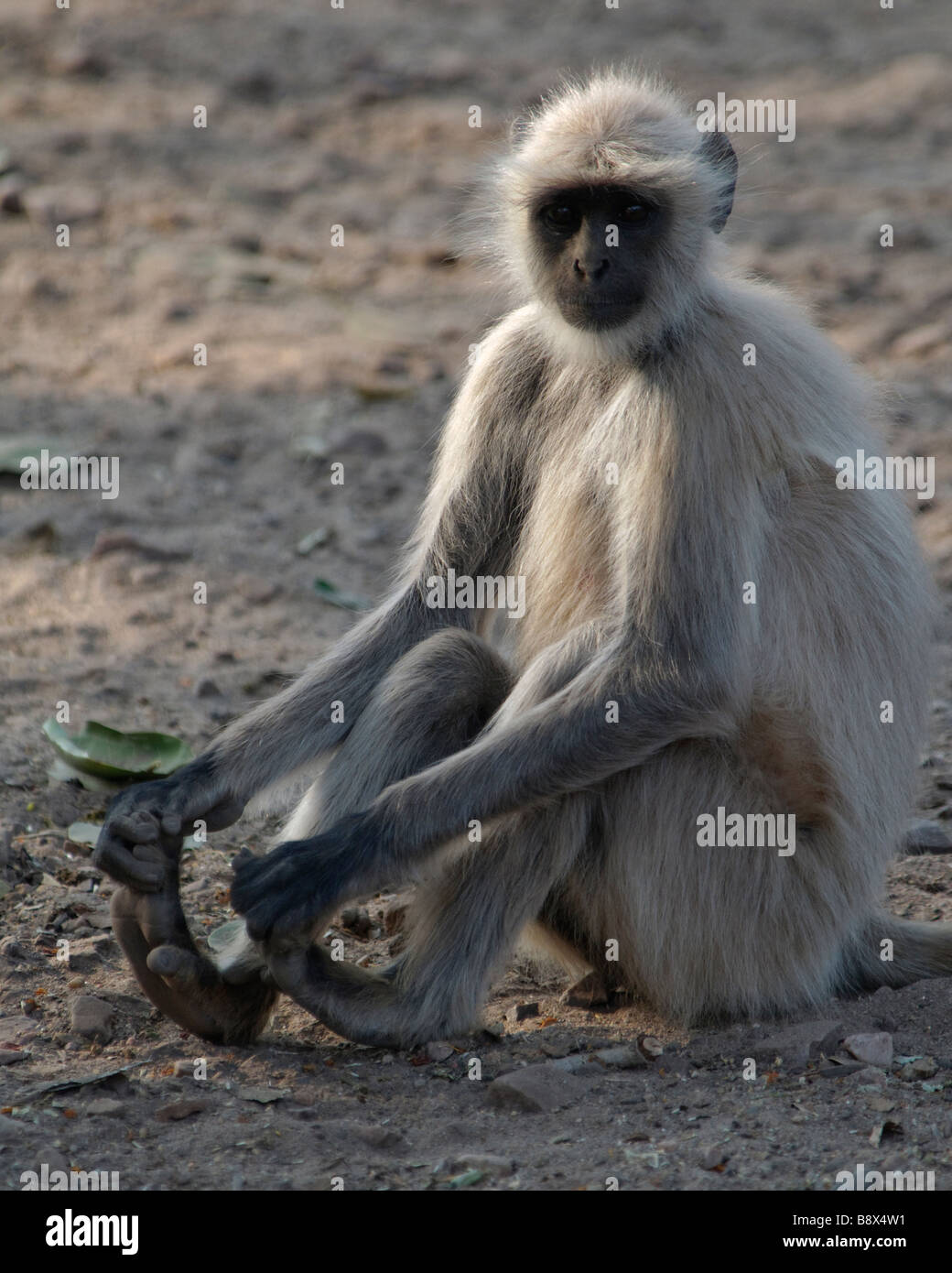 Hanuman Langur Semnopithecus entellus sitting on the ground clutching ...