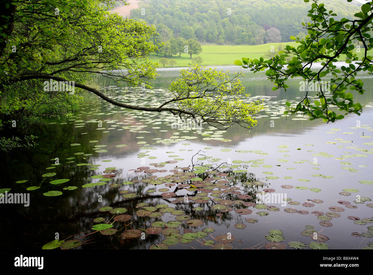 Landscape of Loughrigg Tarn Lake District National Park Cumbria County ...