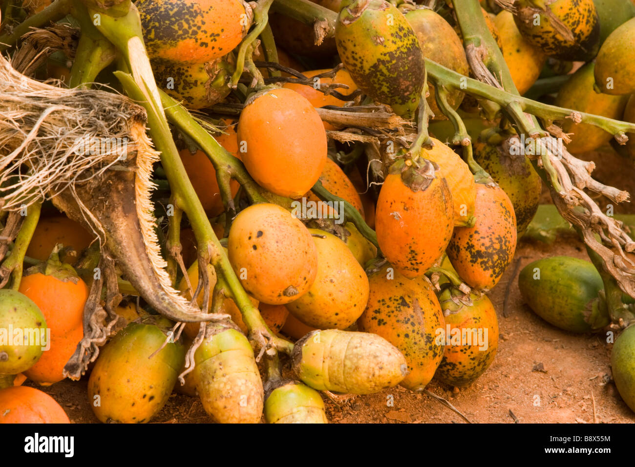 Areca Nut, Betelnut High Resolution Stock Photography and Images - Alamy
