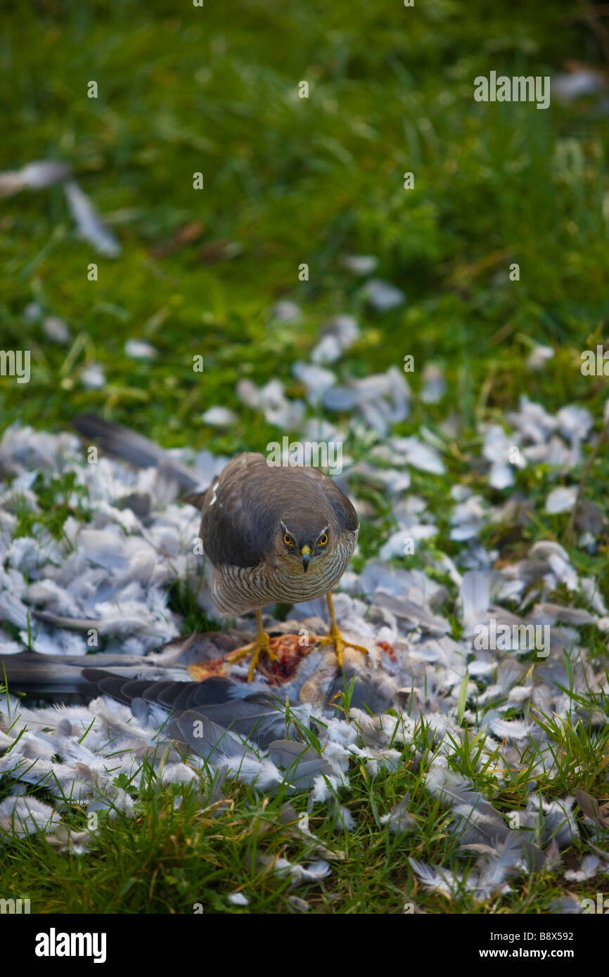 Adult female Sparrowhawk feeding on its prey a Wood Pigeon Stock Photo ...