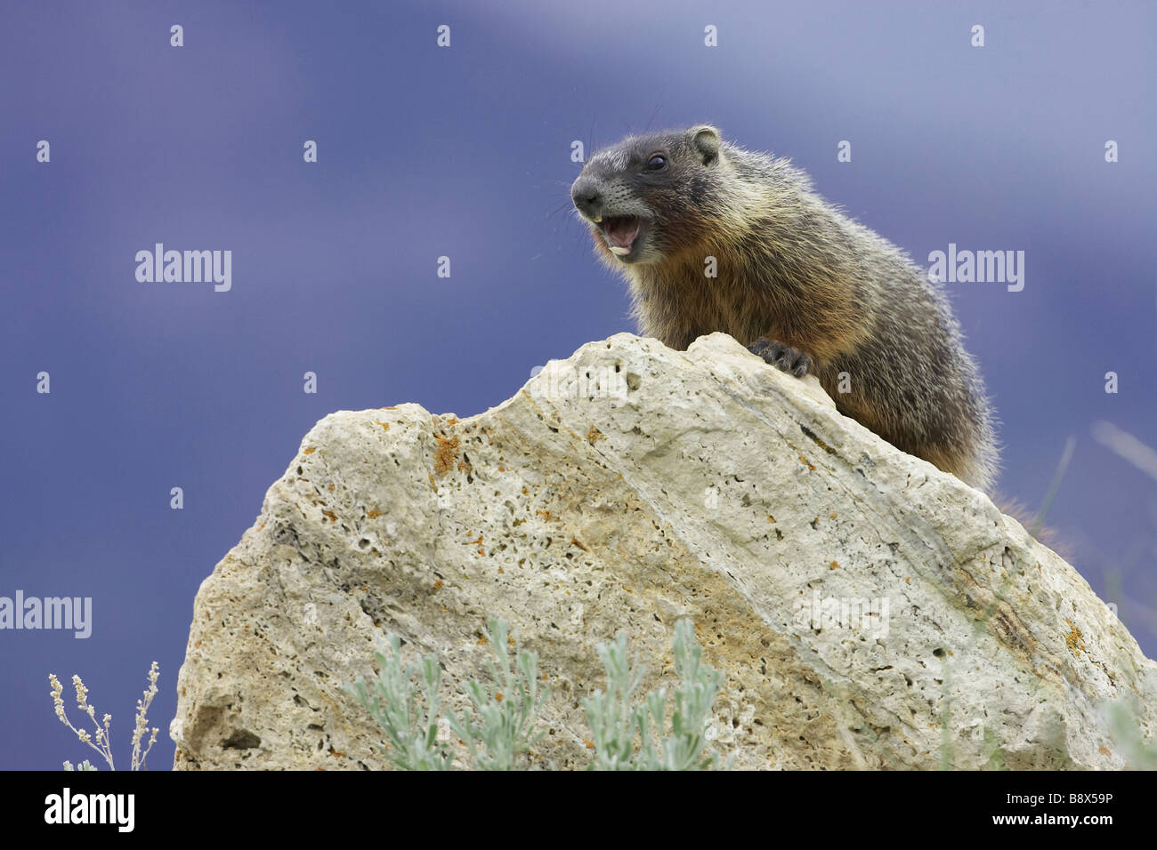 Yellow-bellied Marmot, Rock Chuck (Marmota flaviventris), calling an ...