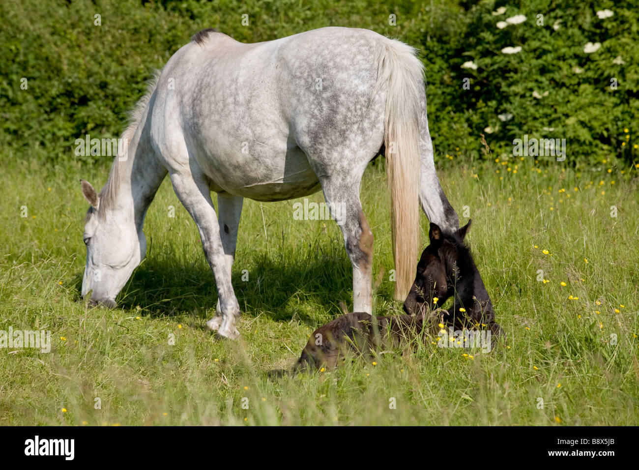 GRAZING MARE WITH RESTING WITH IN FIELD ENGLAND Stock Photo - Alamy
