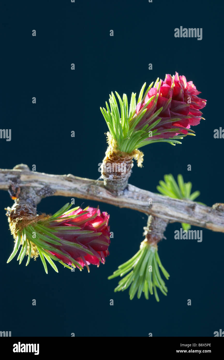 Larix decidua twig hi-res stock photography and images - Alamy
