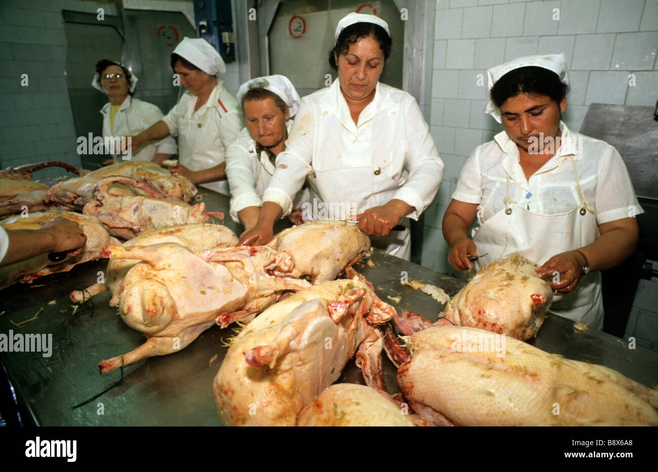 Dead Geese Stock Photos & Dead Geese Stock Images - Alamy