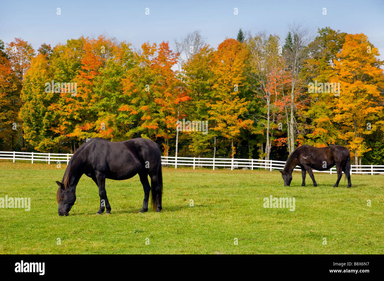 A horse grazing in a pasture with fall foliage at the Cedar Grove Farm ...