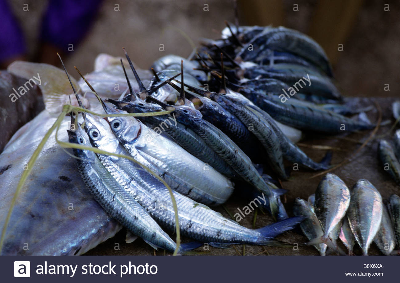 Zanzibar Fish Markets High Resolution Stock Photography and Images - Alamy