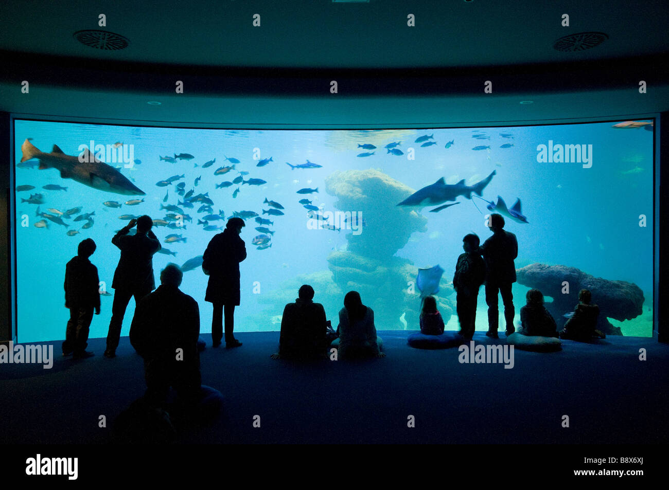 Shark animal hi-res stock photography and images - Alamy