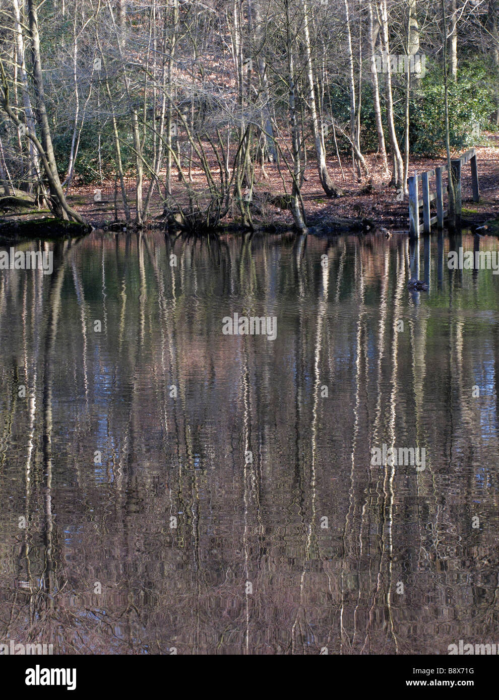 Burnham Beeches Reflection Buckinghamshire UK Stock Photo - Alamy