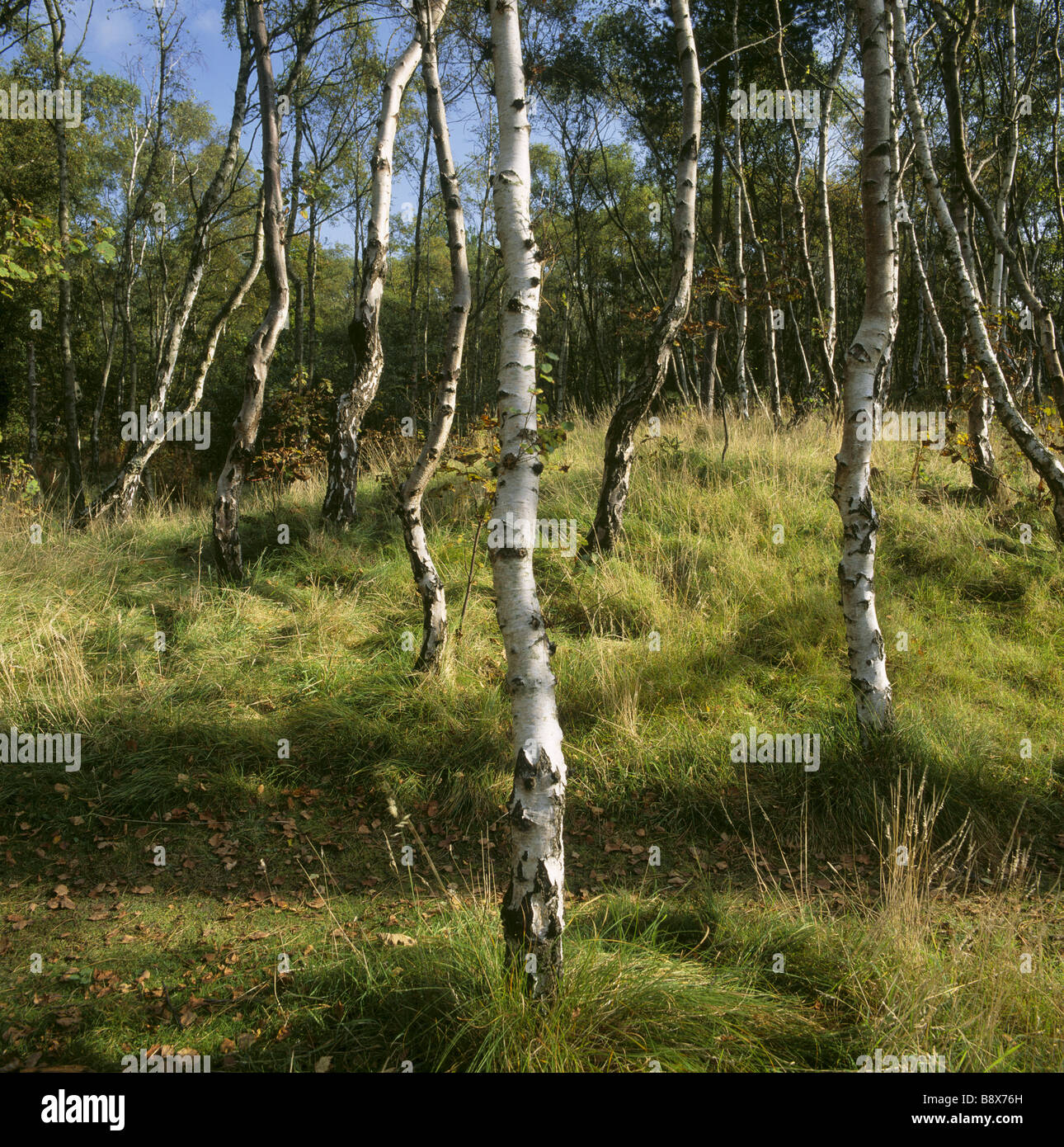 Formby wood hi-res stock photography and images - Alamy
