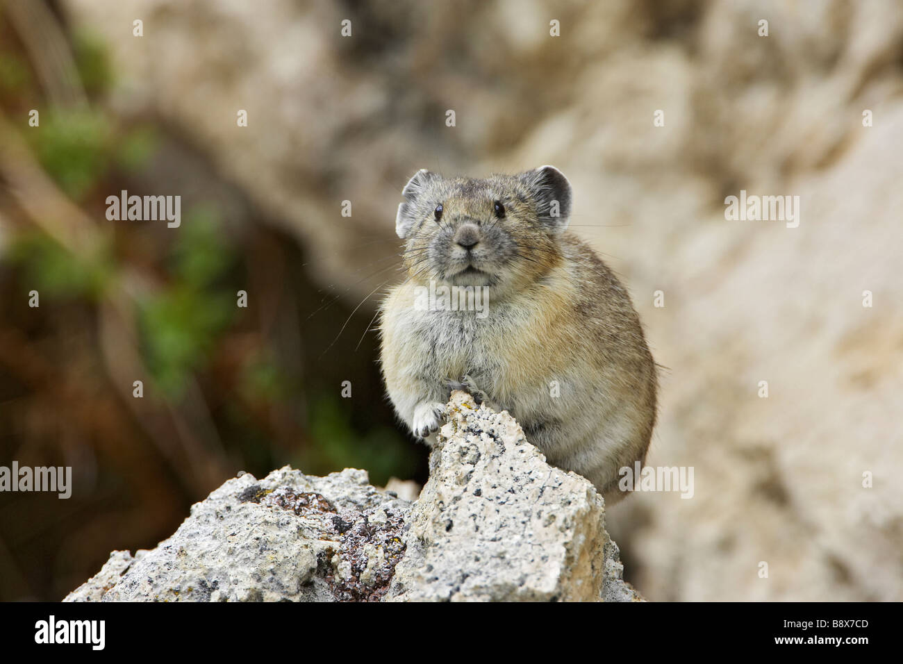 American Pika High Resolution Stock Photography and Images - Alamy