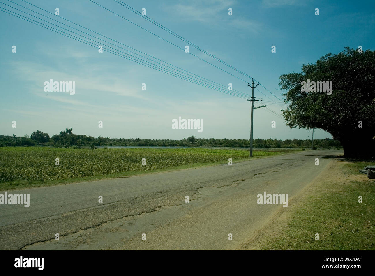 Alone road and a tree Stock Photo - Alamy
