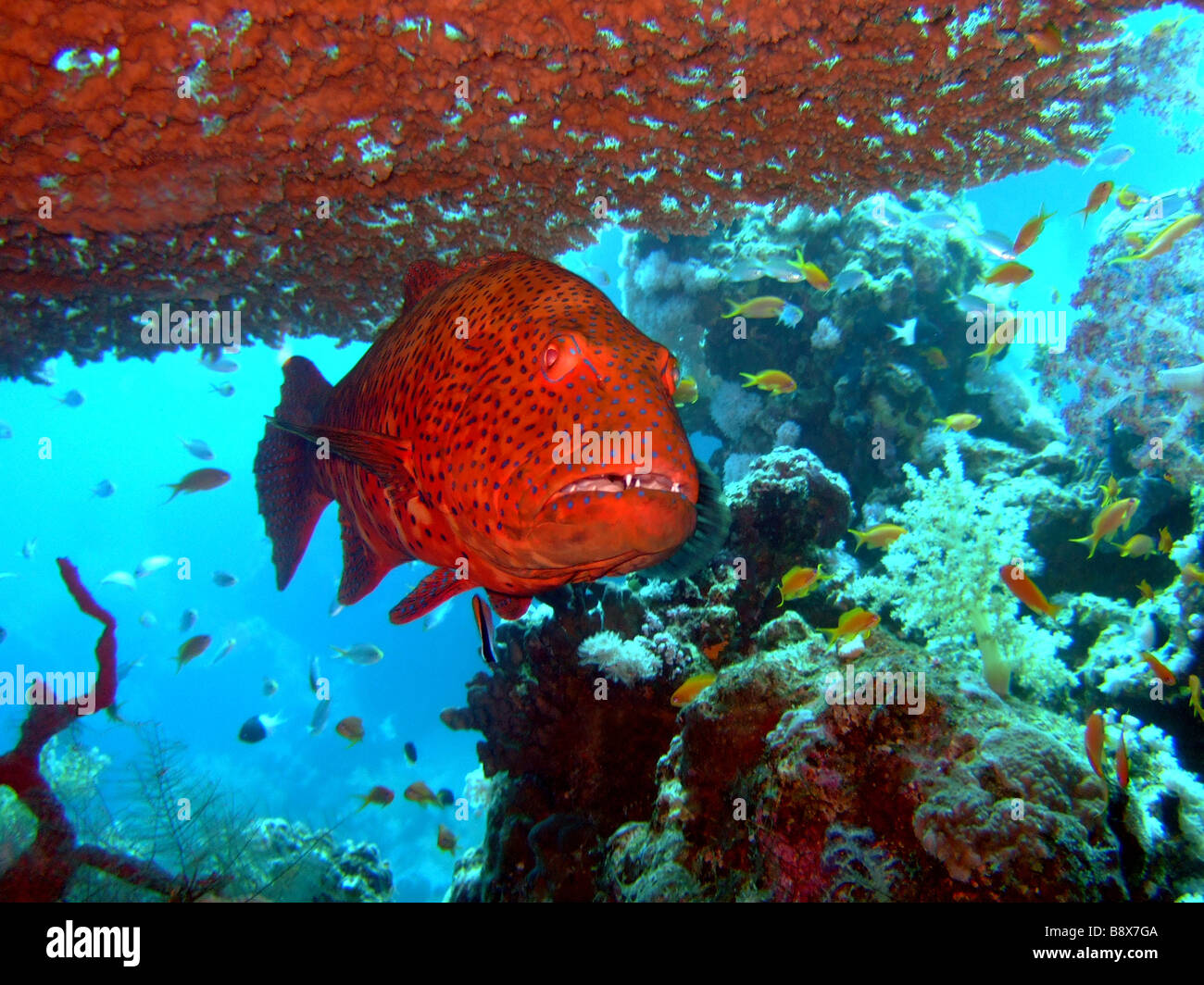 Grouper fish teeth hi-res stock photography and images - Alamy