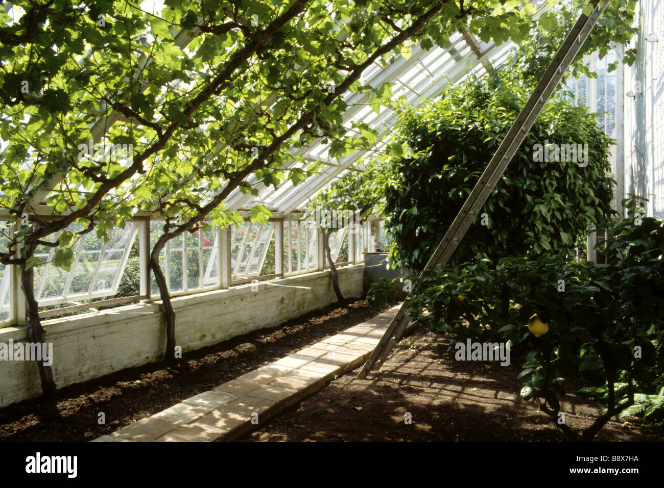 The interior of the Greenhouse at Felbrigg Hall Stock Photo - Alamy