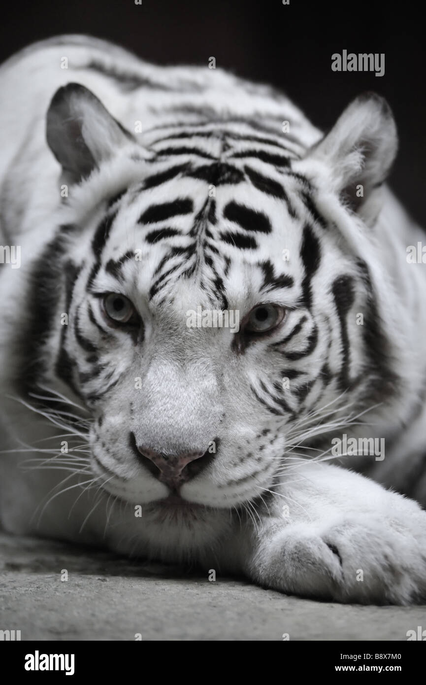 Tigress hi-res stock photography and images - Alamy
